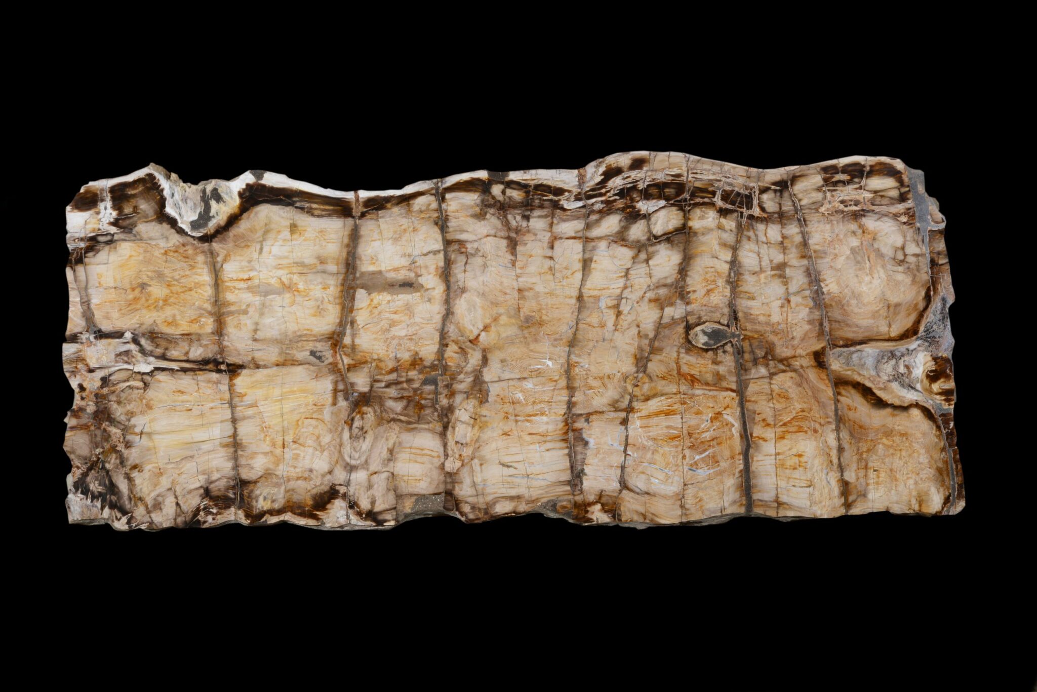 Extremely Rare & Large Sequoia Specimen from Oregon - Russell Zuhl