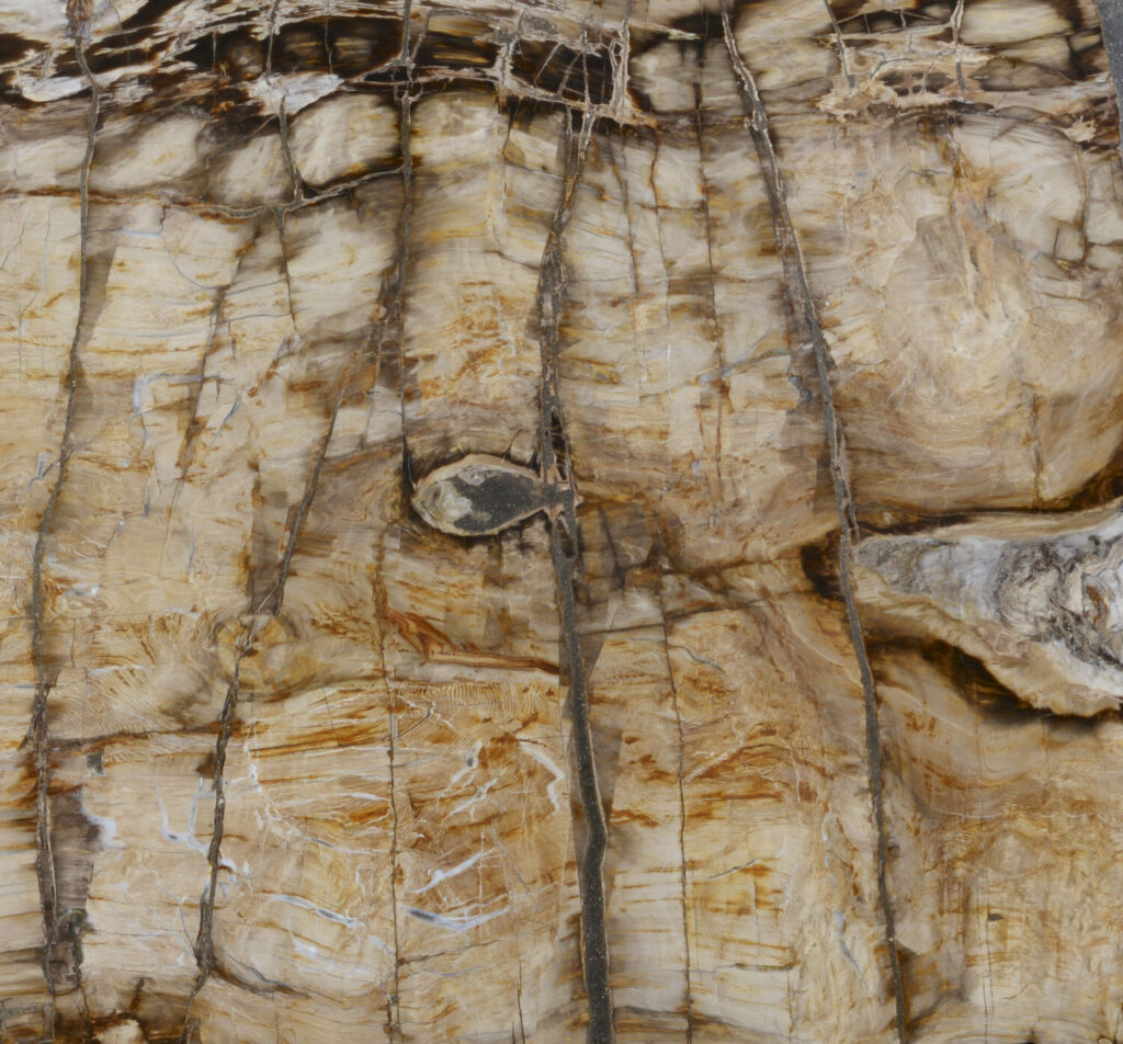 Extremely Rare & Large Sequoia Specimen from Oregon - Russell Zuhl