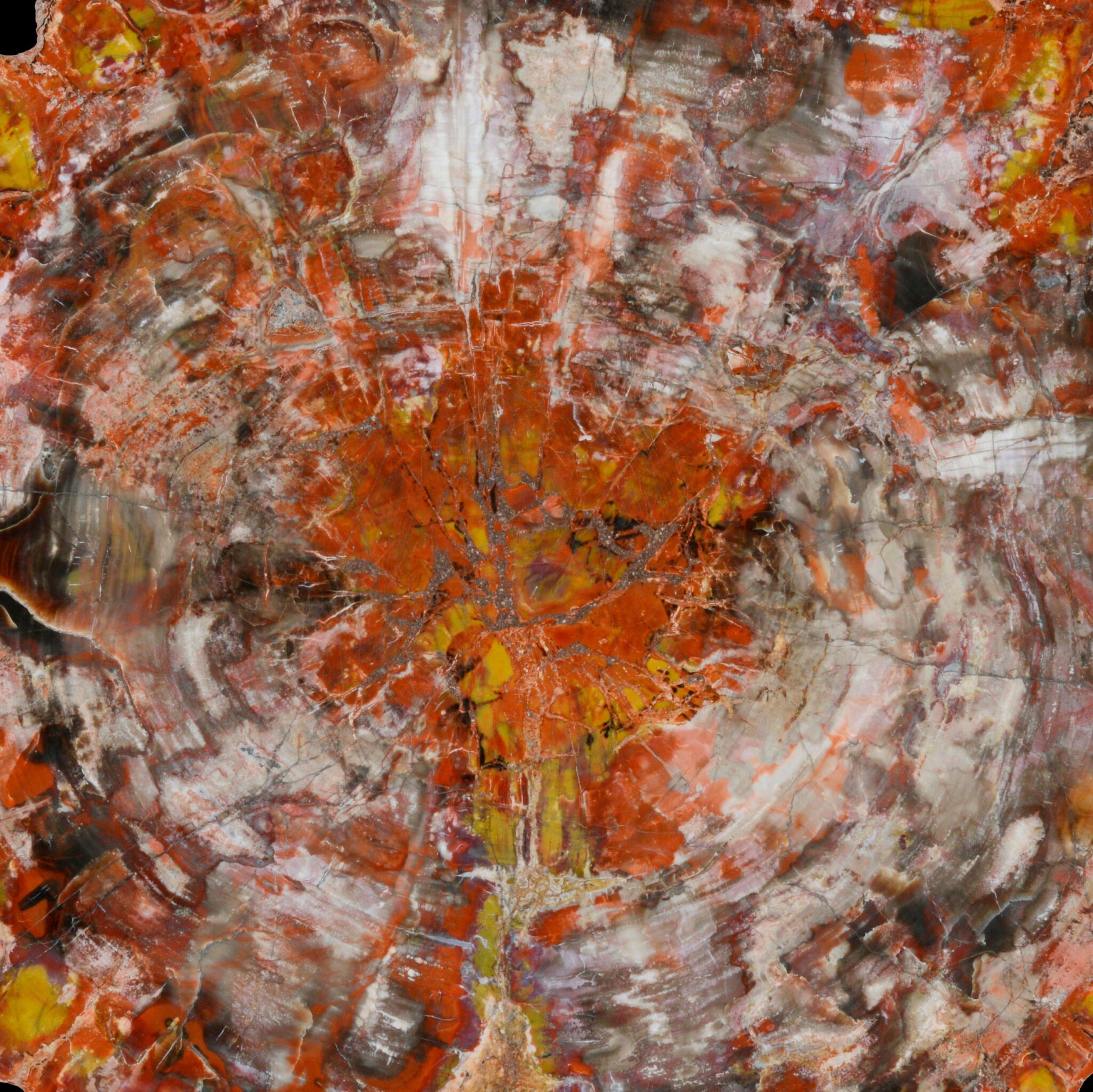 Popular Arizona Colors - Nice Size And Shape - Russell Zuhl