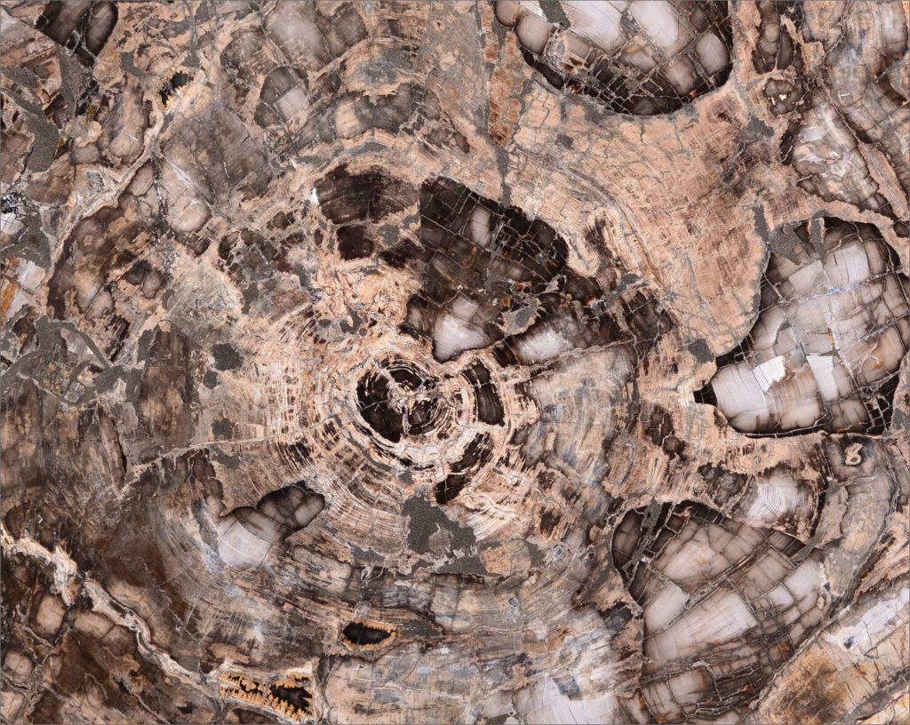 Everything You Need to Know About Petrified Wood | RUSSELLZUHL