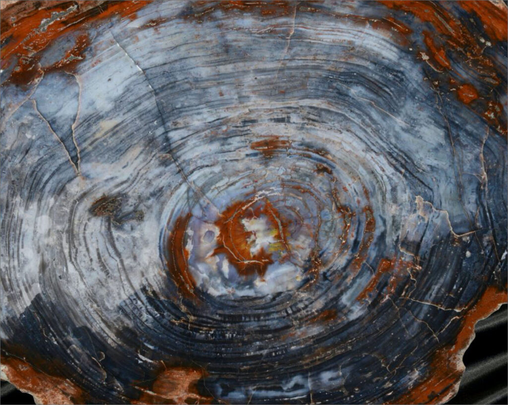 Everything You Need to Know About Petrified Wood | RUSSELLZUHL
