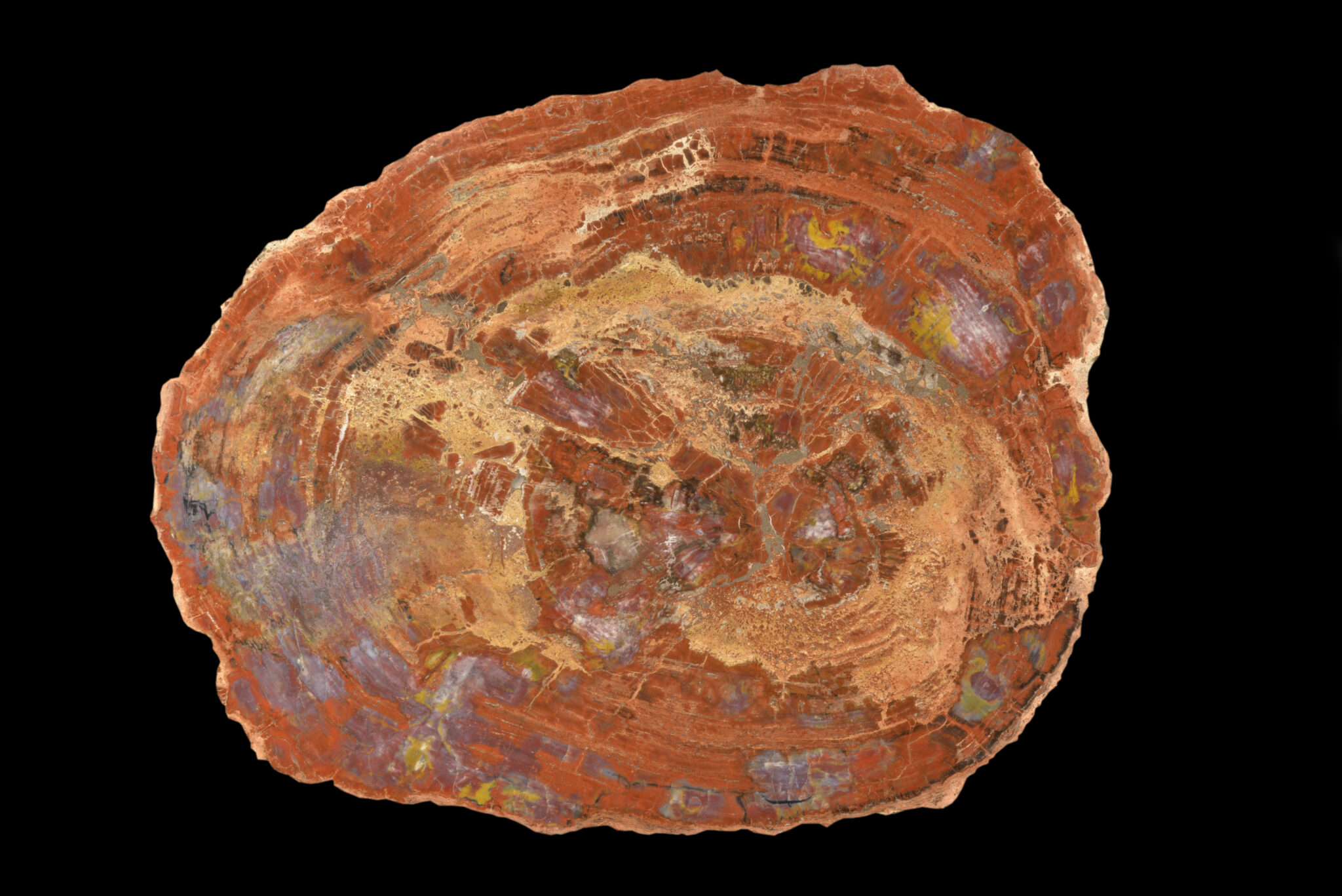 Authentic Petrified Wood for Sale - Russell Zuhl