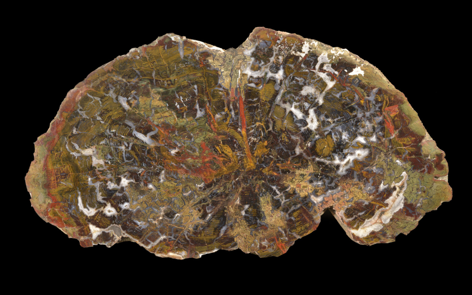 Petrified Wood for Sale – Buy Polished Petrified Wood | RUSSELL-ZUHL